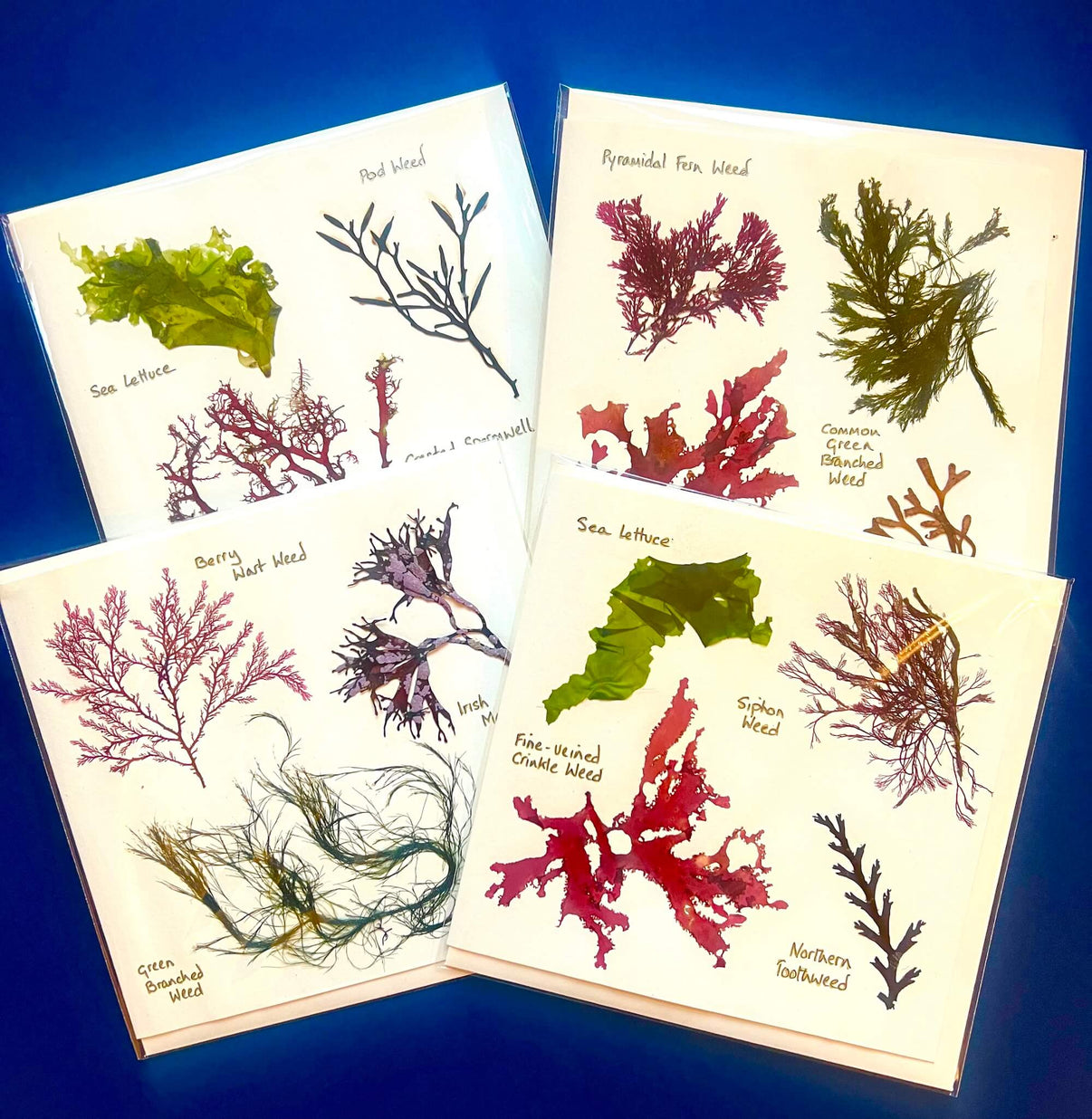 3 Pressed Seaweed Variety Cards – The Mull and Iona Shop